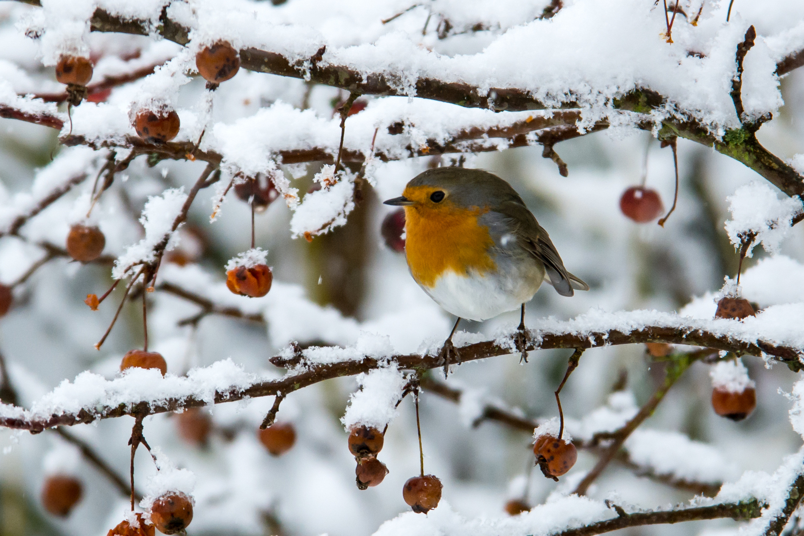 Photo gallery | Spotted Woodpecker