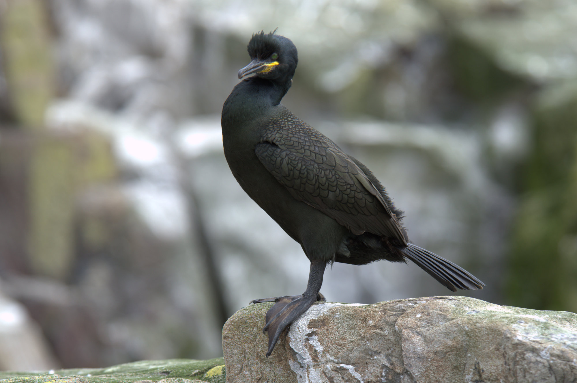 Shag | Spotted Woodpecker